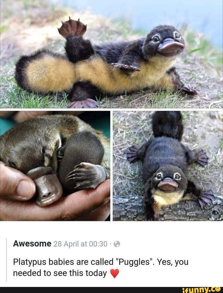 Puggles memes. Best Collection of funny Puggles pictures on iFunny