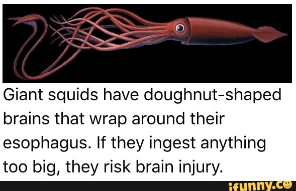Giant squids have doughnut-shaped brains that wrap around their esophagus. If they ingest ...