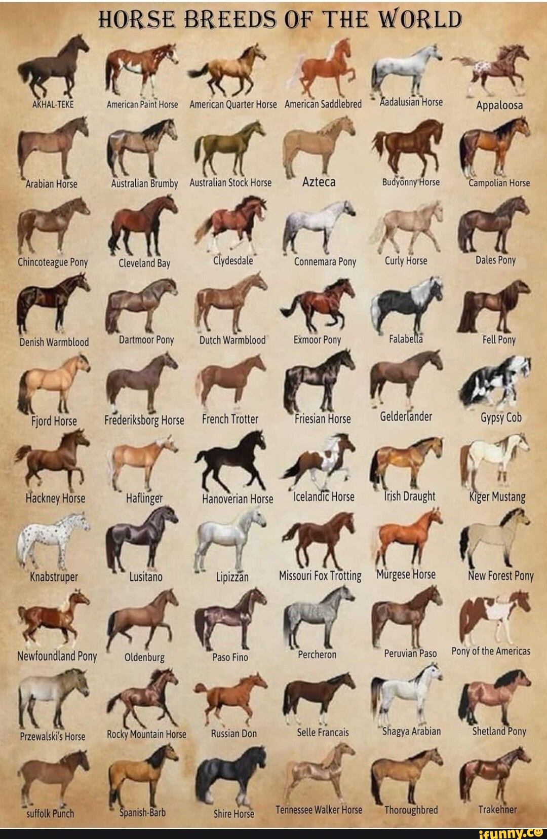 HORSE BREEDS OF THE WORLD AKHAL-TEKE American Paint Horse American ...