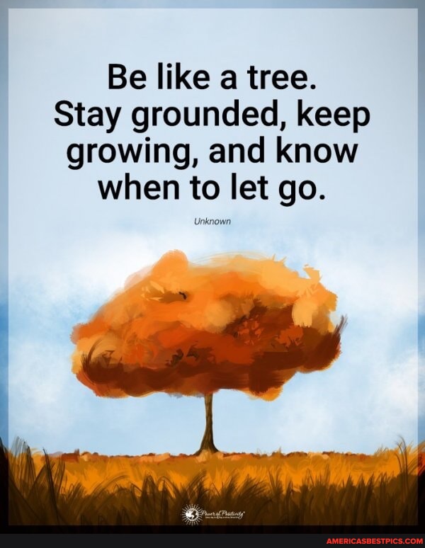 Be like a tree. Stay grounded, keep growing, and know when to let go ...