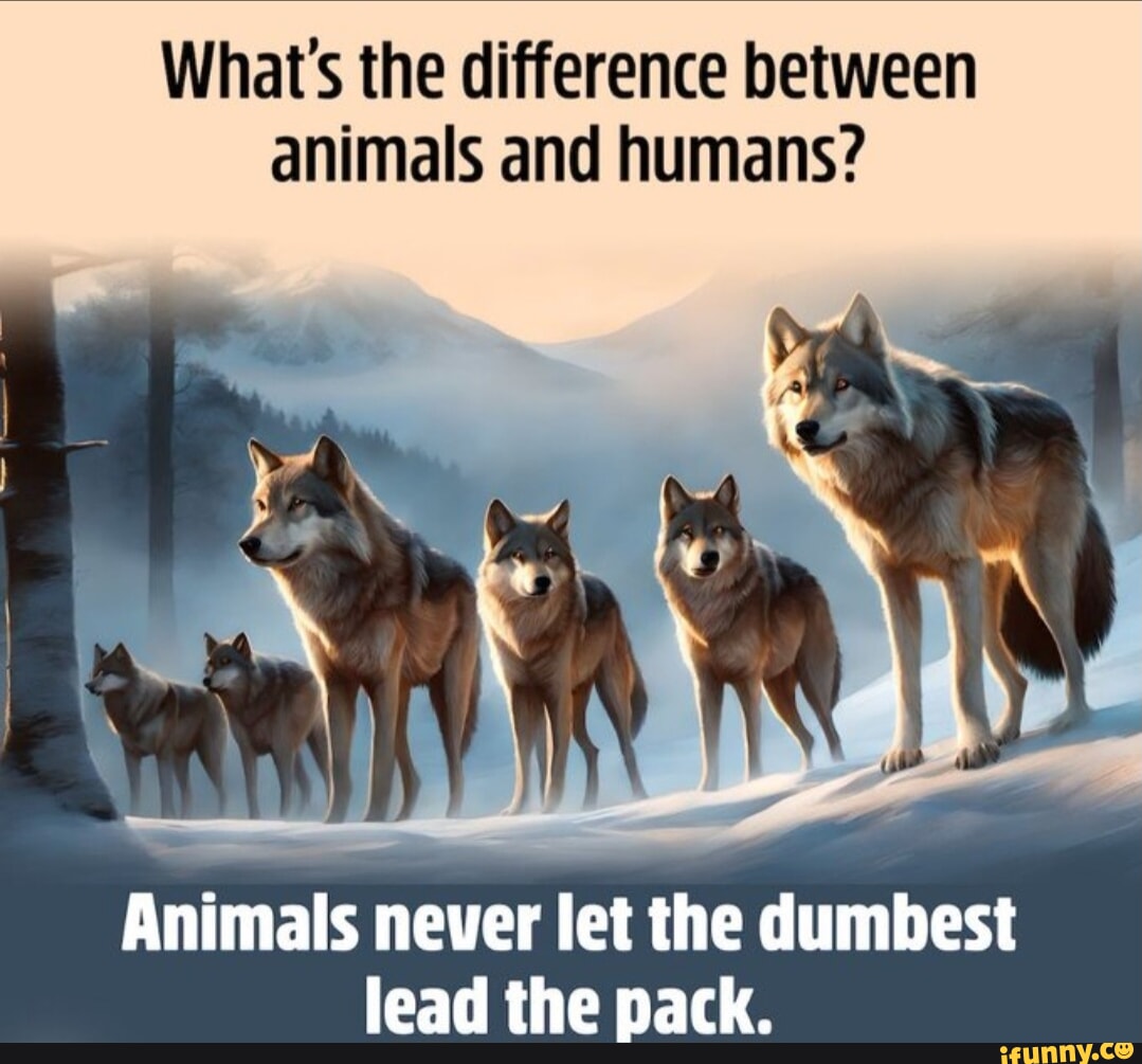 What's the difference between animals and humans? Animals never let the ...