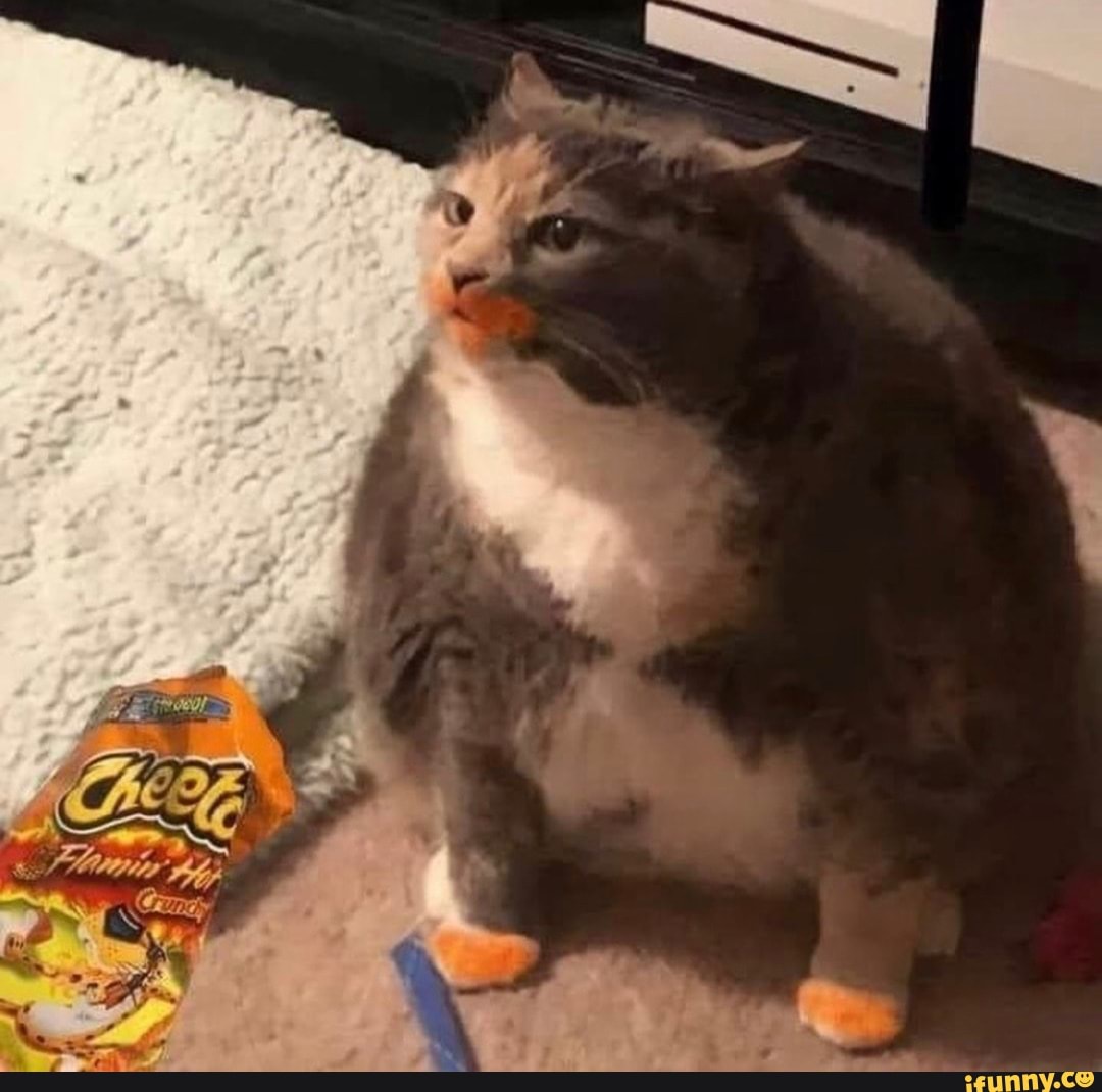 Catwithcheetos memes. Best Collection of funny Catwithcheetos pictures ...