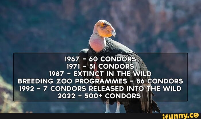 1967 - 60 CONDORS 1971 - 51 CONDORS 1987 - EXTINCT IN THE WILD BREEDING ...