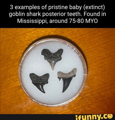 3 examples of pristine baby (extinct) goblin shark posterior teeth ...
