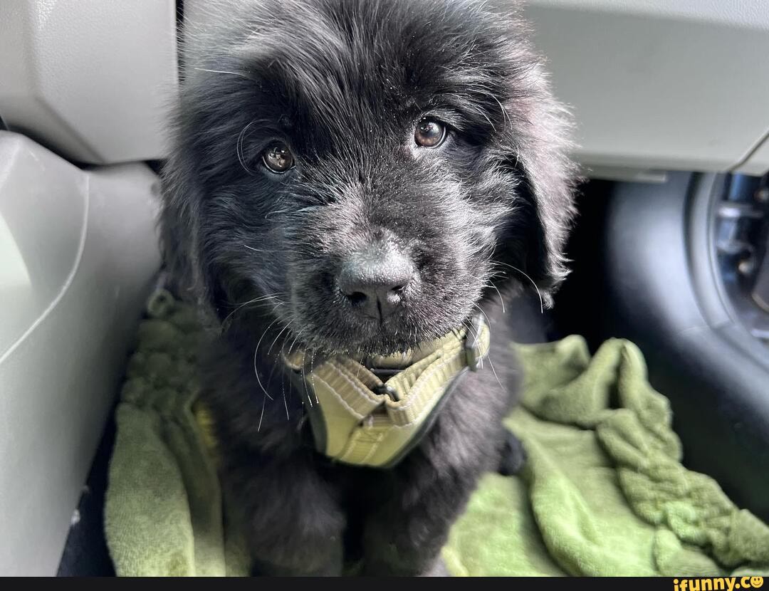 Newfoundland_dog memes. Best Collection of funny Newfoundland_dog ...