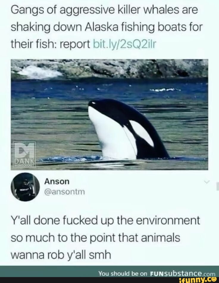 Gangs of aggressive killer whales are shaking clown Alaska fishing ...