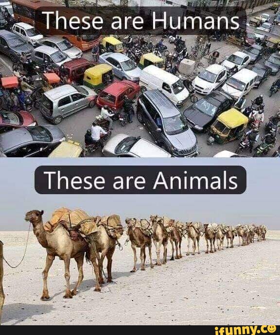 . These are Humans These are Animals - iFunny