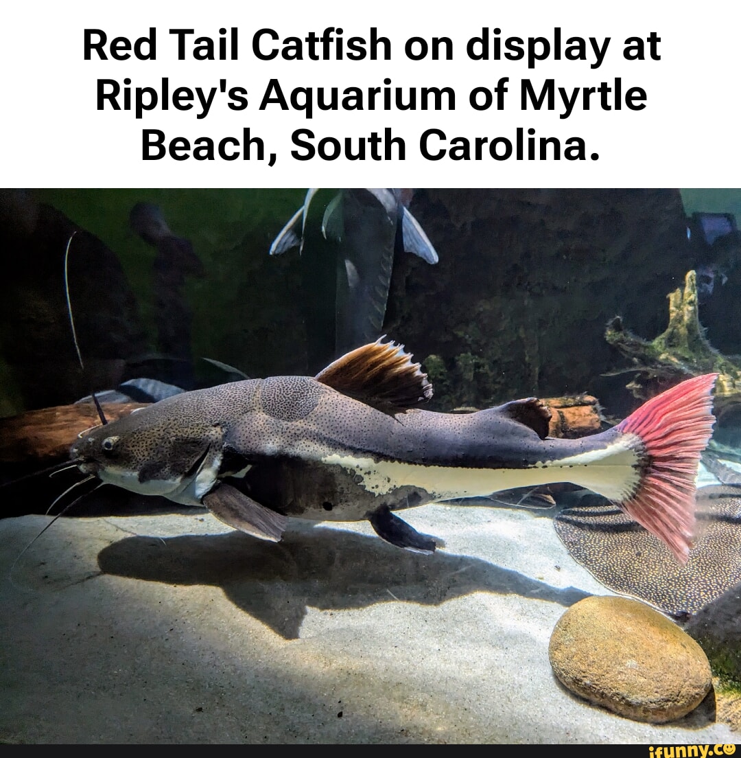 Catfish memes. Best Collection of funny Catfish pictures on iFunny