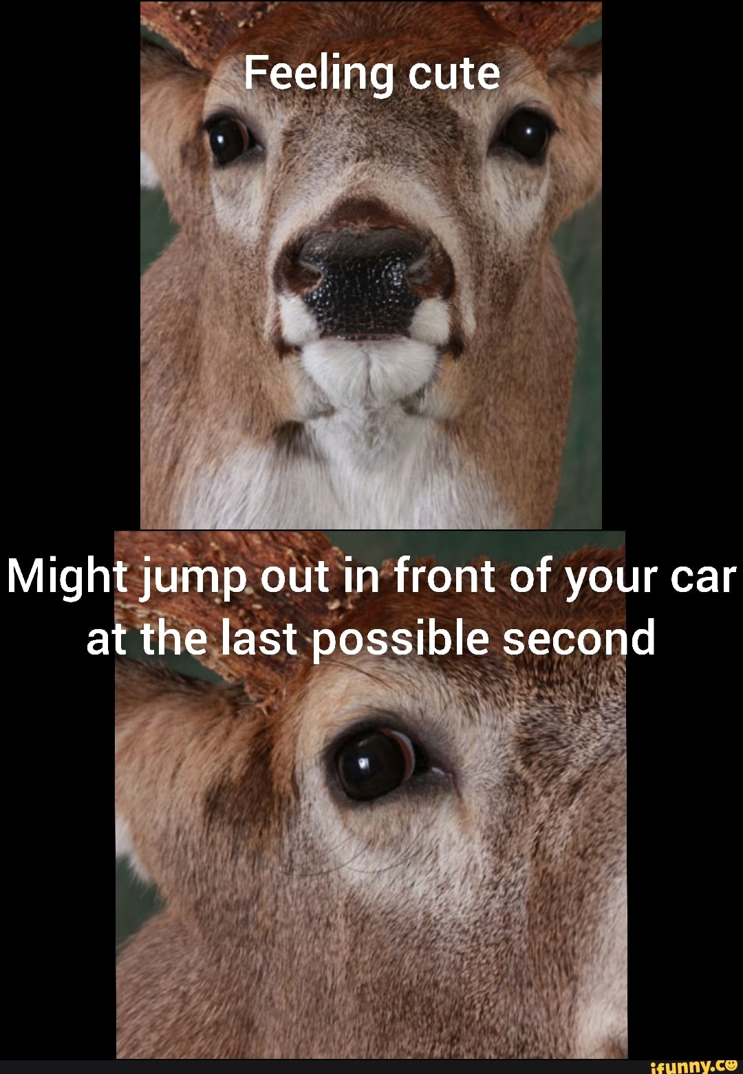 Feeling cute Might jump out in front of your car at the last possible ...