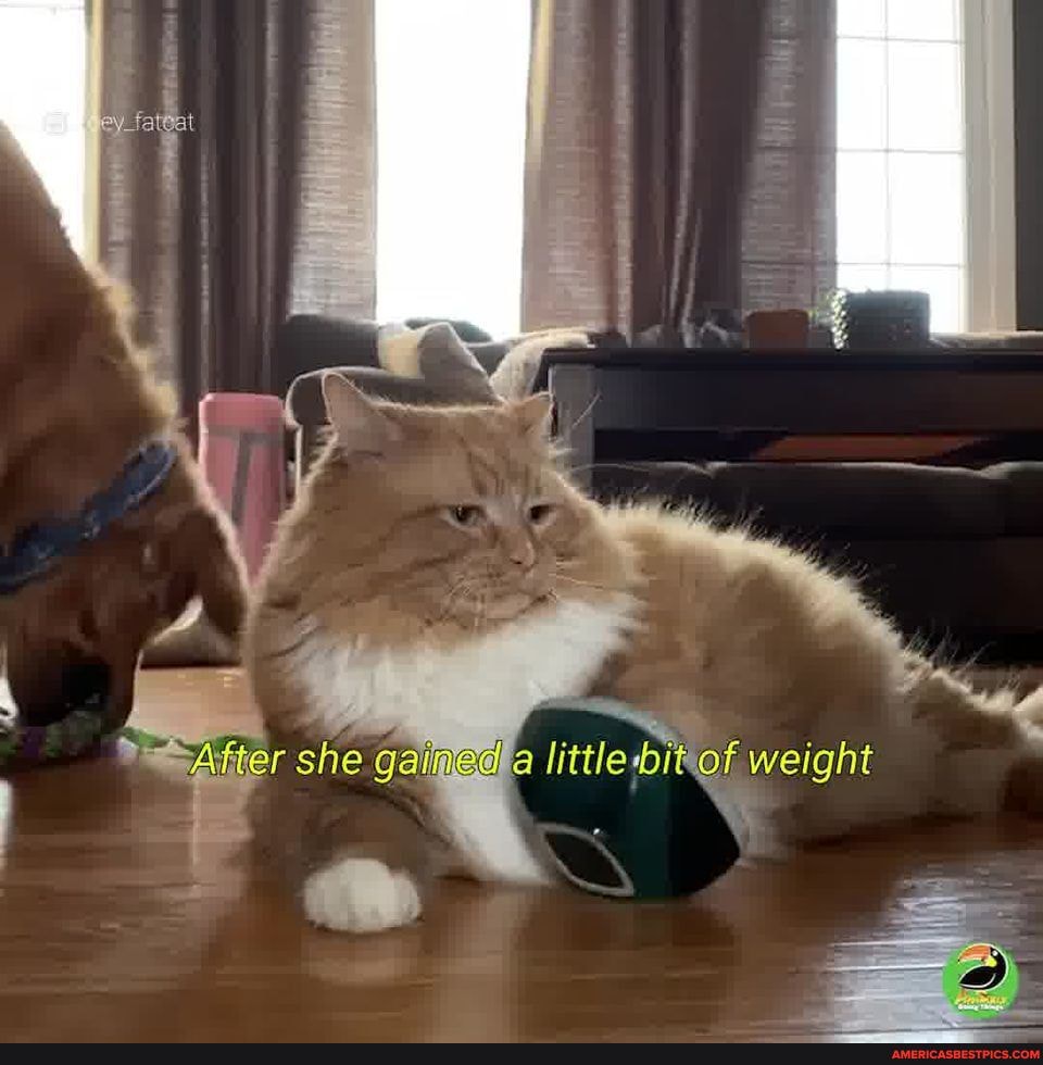 Rescue Kitties Are Happy Kitties ёяе ёяшн She Gained Little Weight