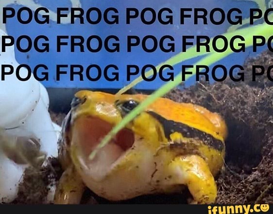 POG FROG POG FROG PC FROG POE FROG - iFunny