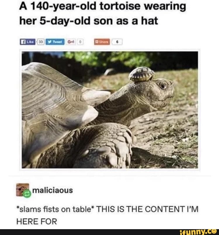 A 140-year-old tortoise wearing her 5-day-old son as a hat *slams fists ...