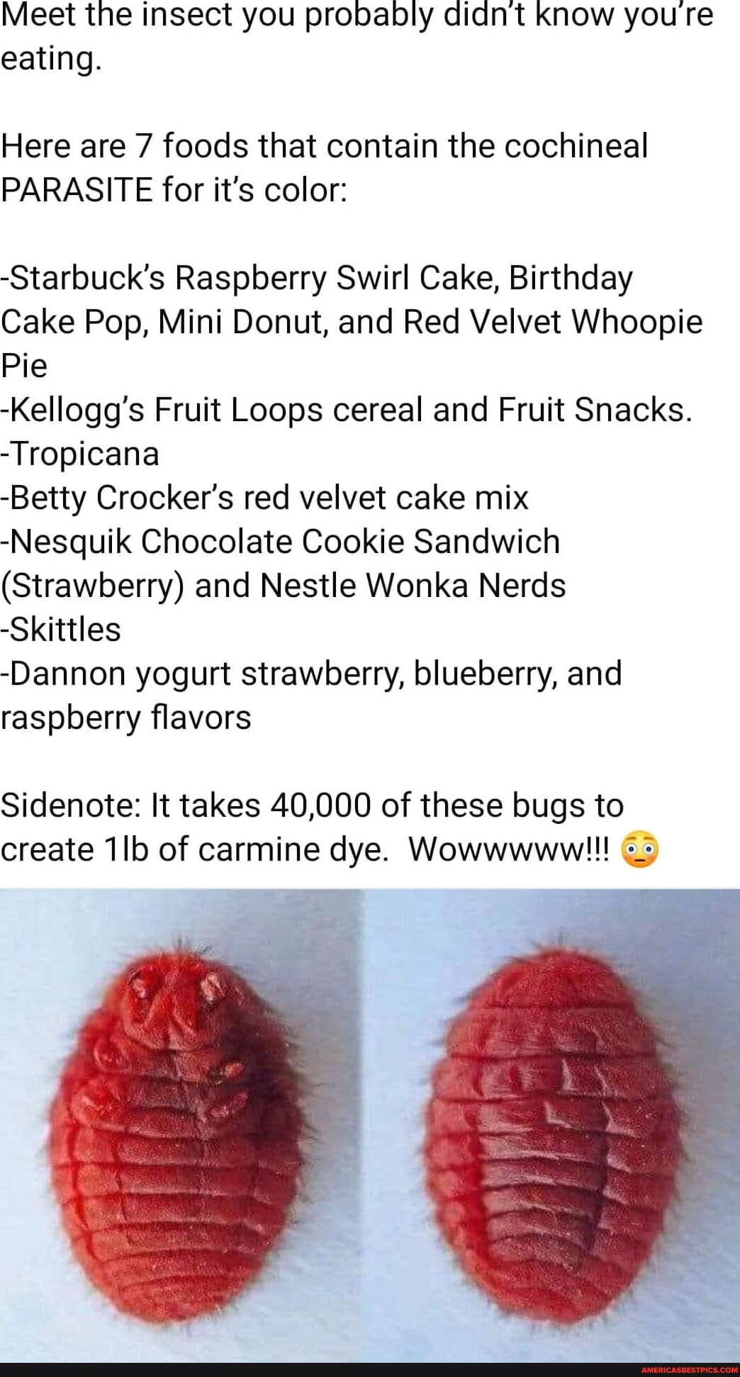 Meet the insect you probably didnt Know you re eating. Here are 7 foods ...