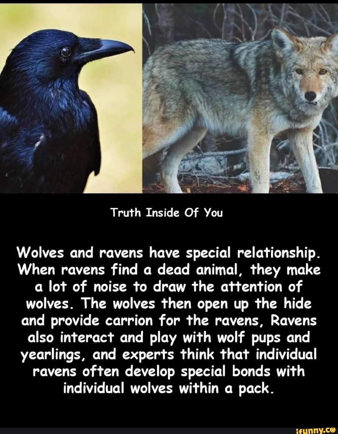 Carrion memes. Best Collection of funny Carrion pictures on iFunny