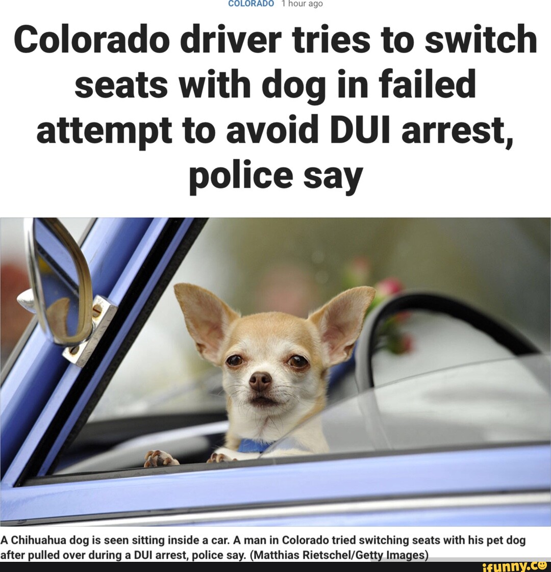 COLORADO Colorado driver tries to switch seats with dog in failed ... COLORADO Colorado driver tries to switch seats with dog in failed ...
