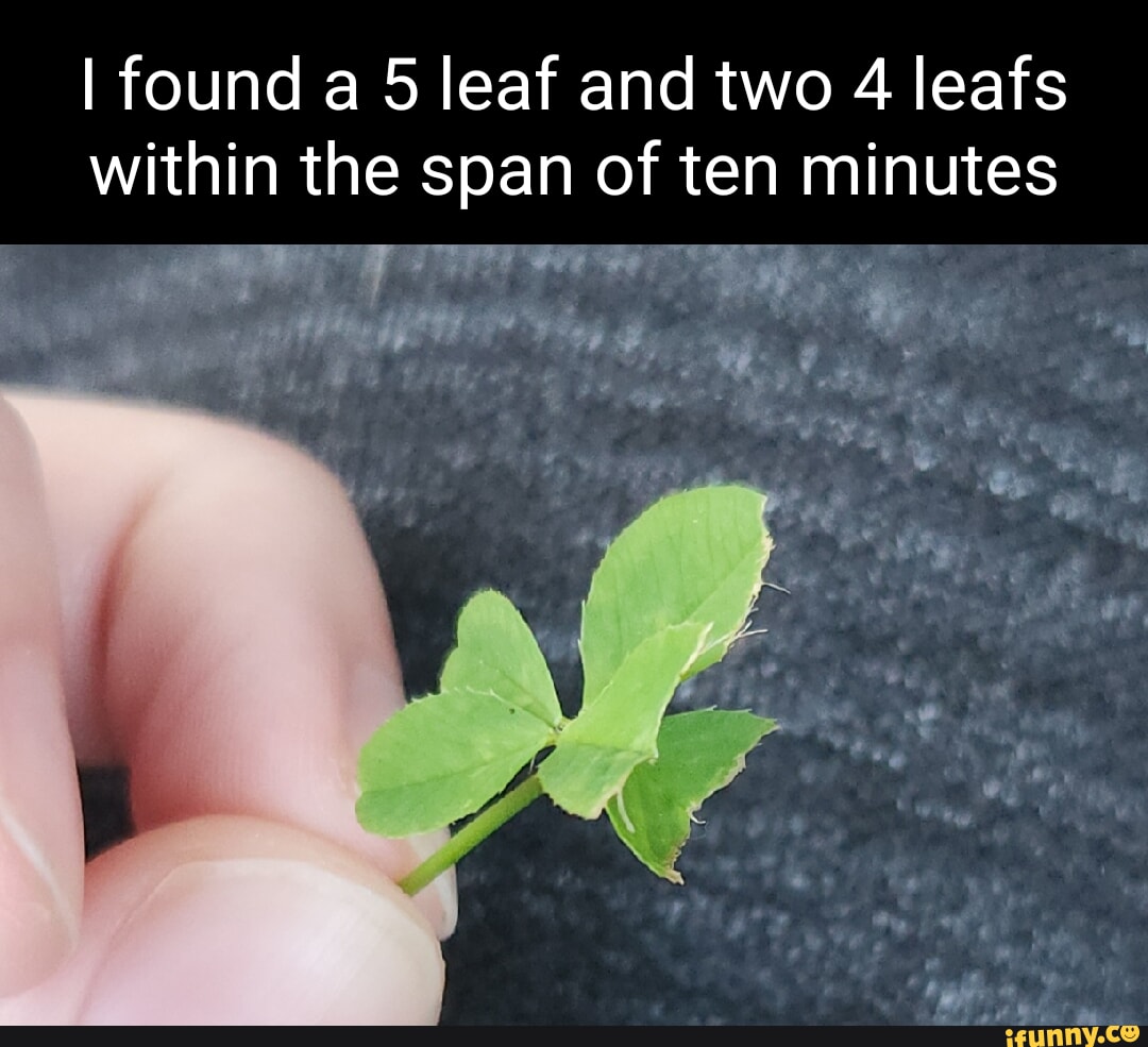 Leafs memes. Best Collection of funny Leafs pictures on iFunny