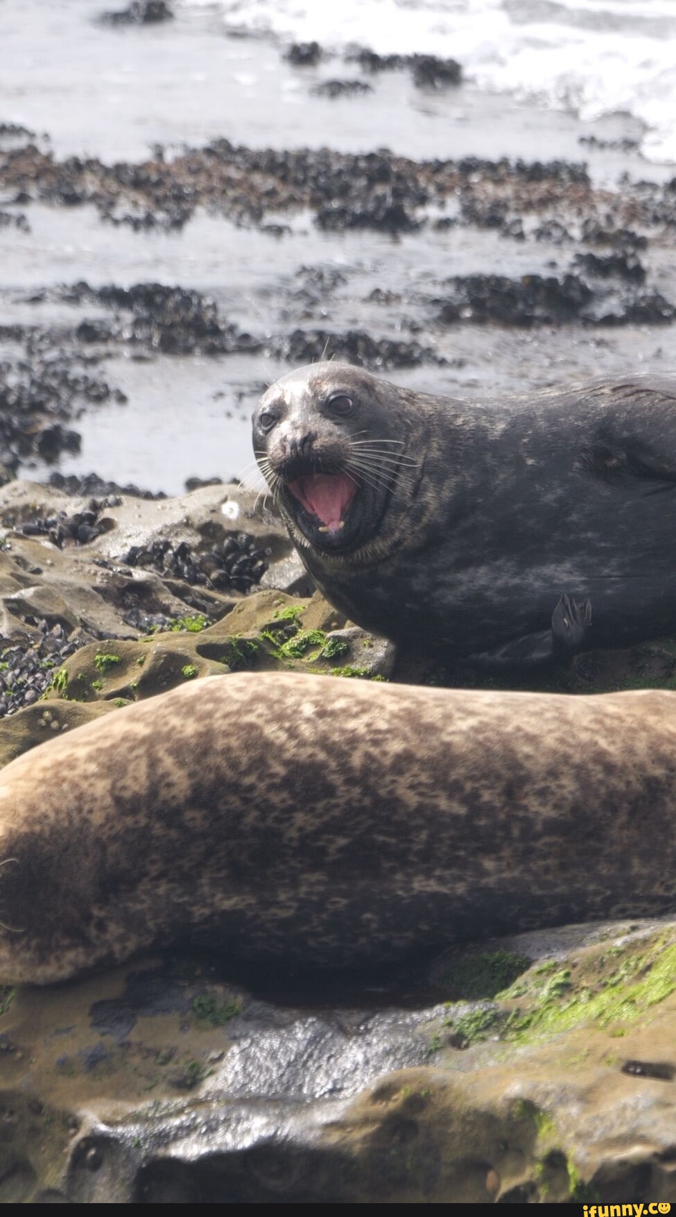 Seals memes. Best Collection of funny Seals pictures on iFunny