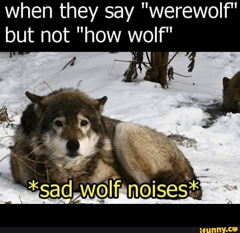 When they say "werewolf" but not "how wolf" - - iFunny