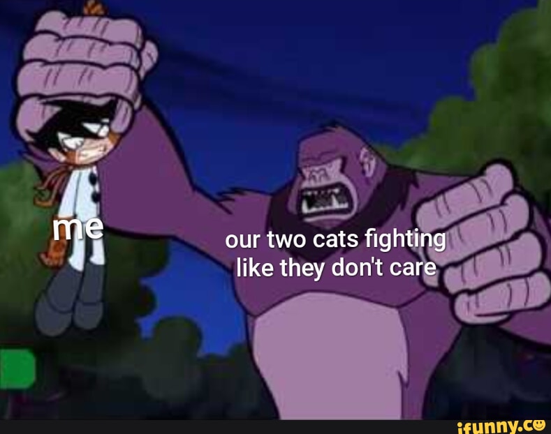 Catfights memes. Best Collection of funny Catfights pictures on iFunny