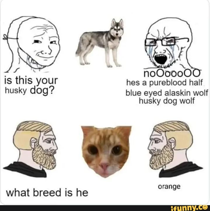 Is this your hes a pureblood half husky dog? blue eyed alaskin wolf ...
