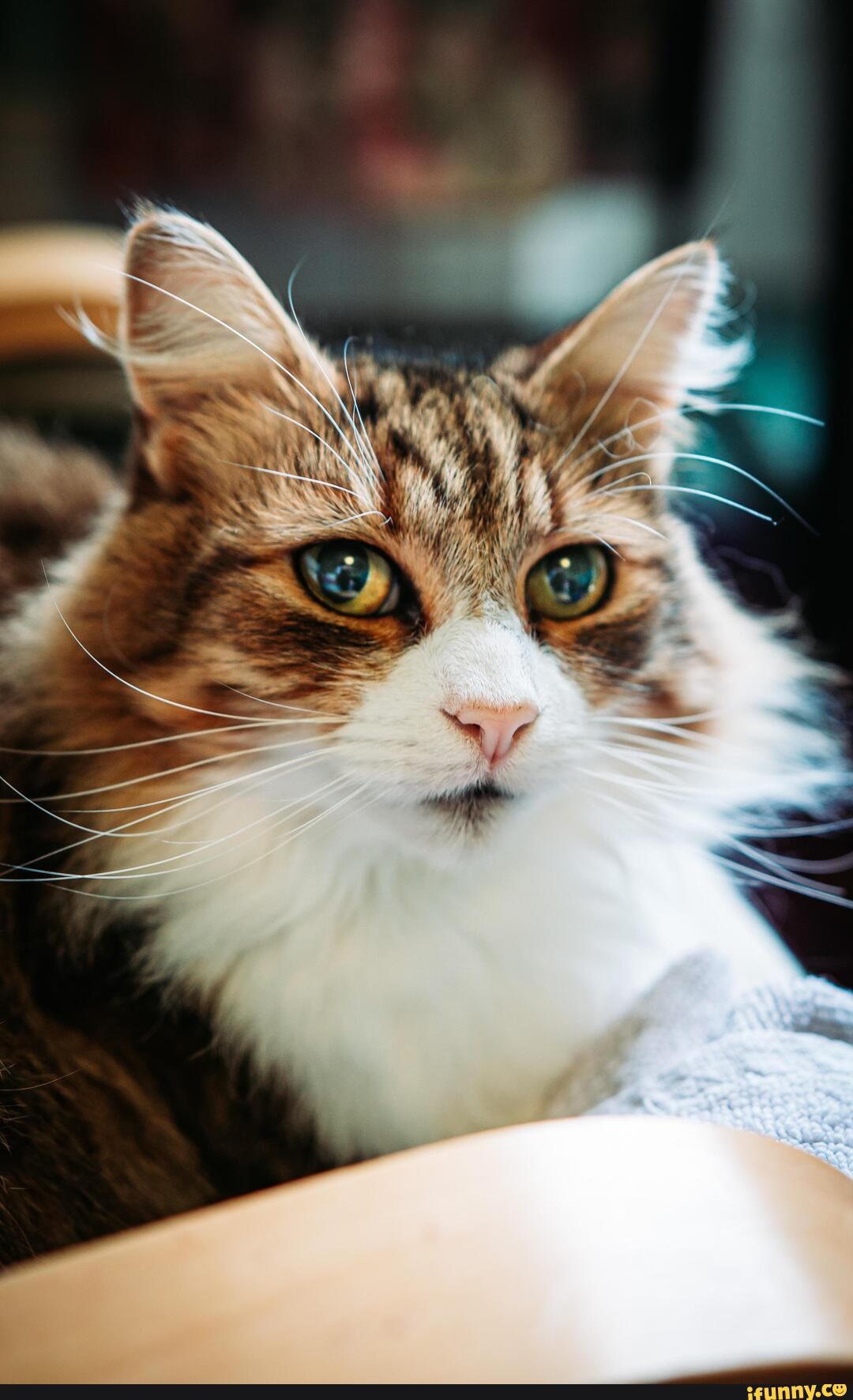 Brontë memes. Best Collection of funny Brontë pictures on iFunny