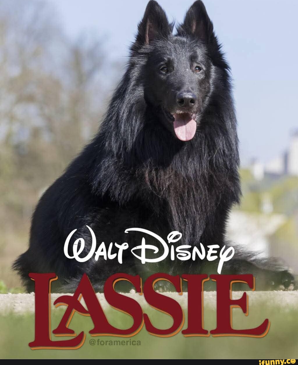 Lassie memes. Best Collection of funny Lassie pictures on iFunny