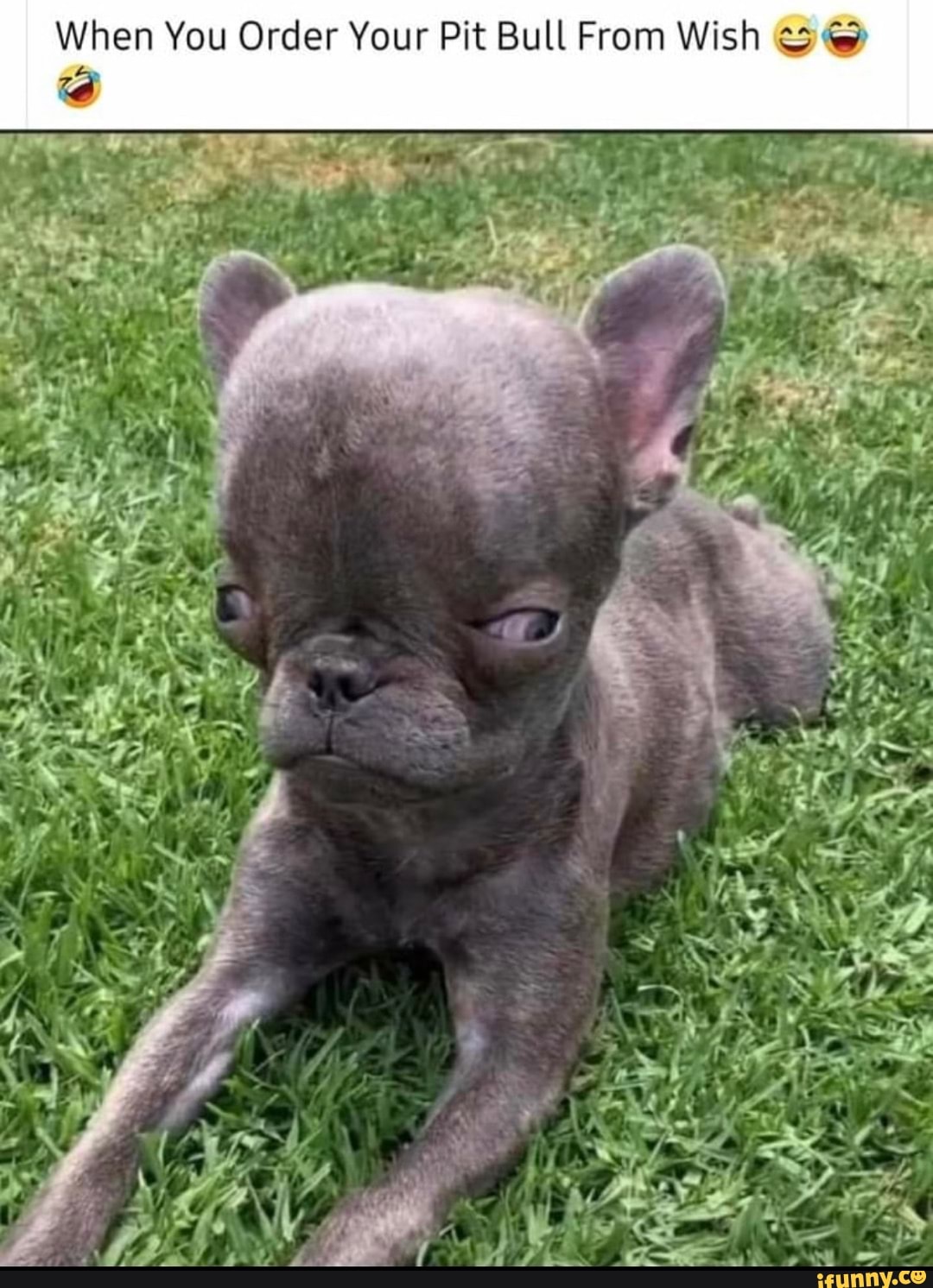 When You Order Your Pit Bull From Wish I - iFunny