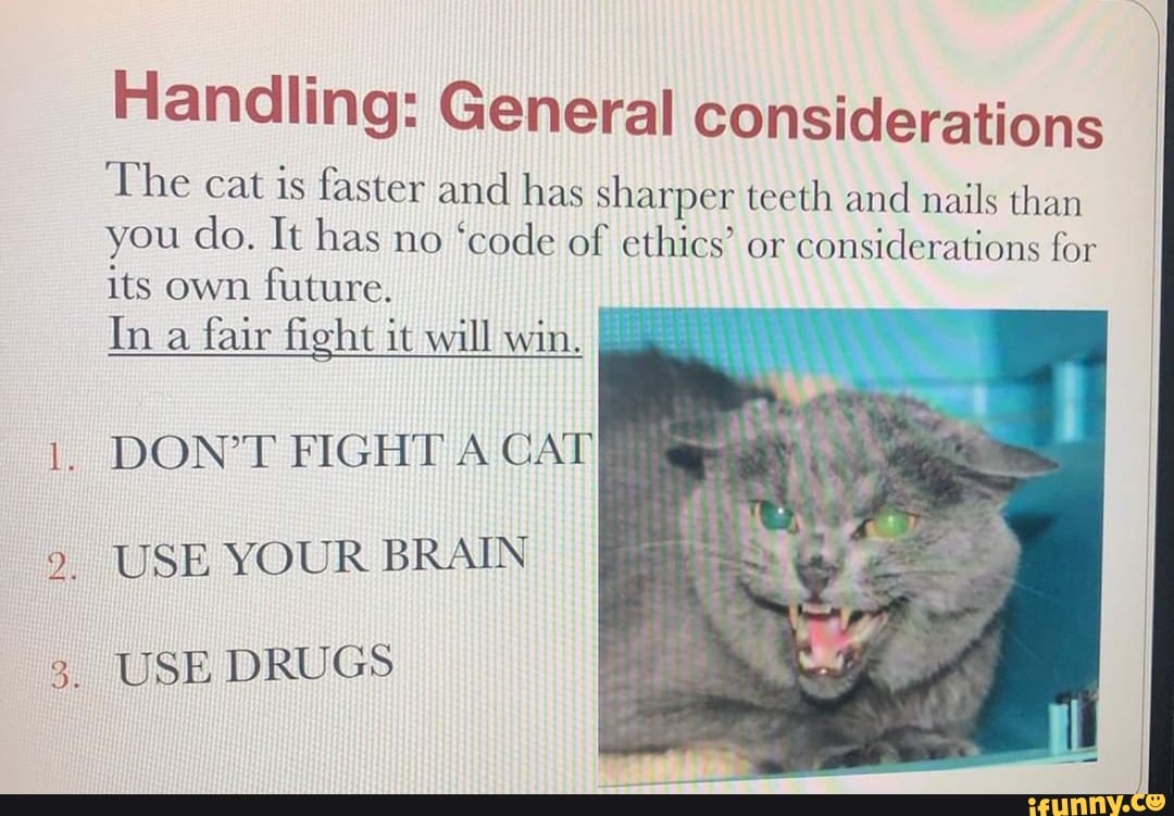 Handling: General considerations The cat is faster and has sharper ...