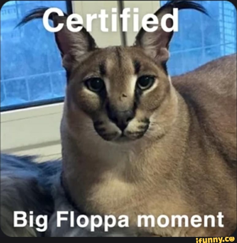 Certified Big Floppa moment - iFunny