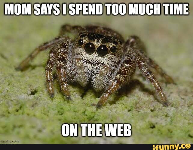 Jumping Spiders Memes. Best Collection Of Funny Jumping Spiders