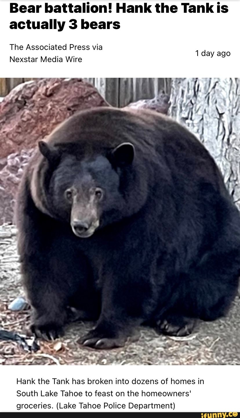 Bear battalion! Hank the Tank is actually 3 bears The Associated Press ...