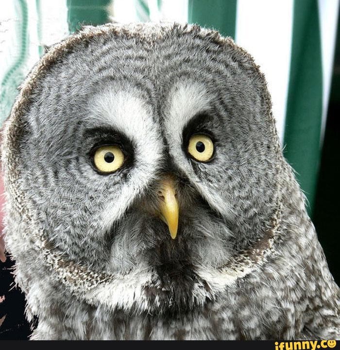 Superb_owl memes. Best Collection of funny Superb_owl pictures on iFunny