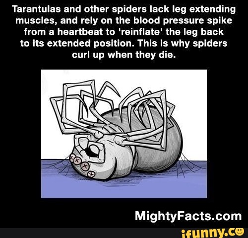 Tarantulas and other spiders lack leg extending muscles, and rely on ...