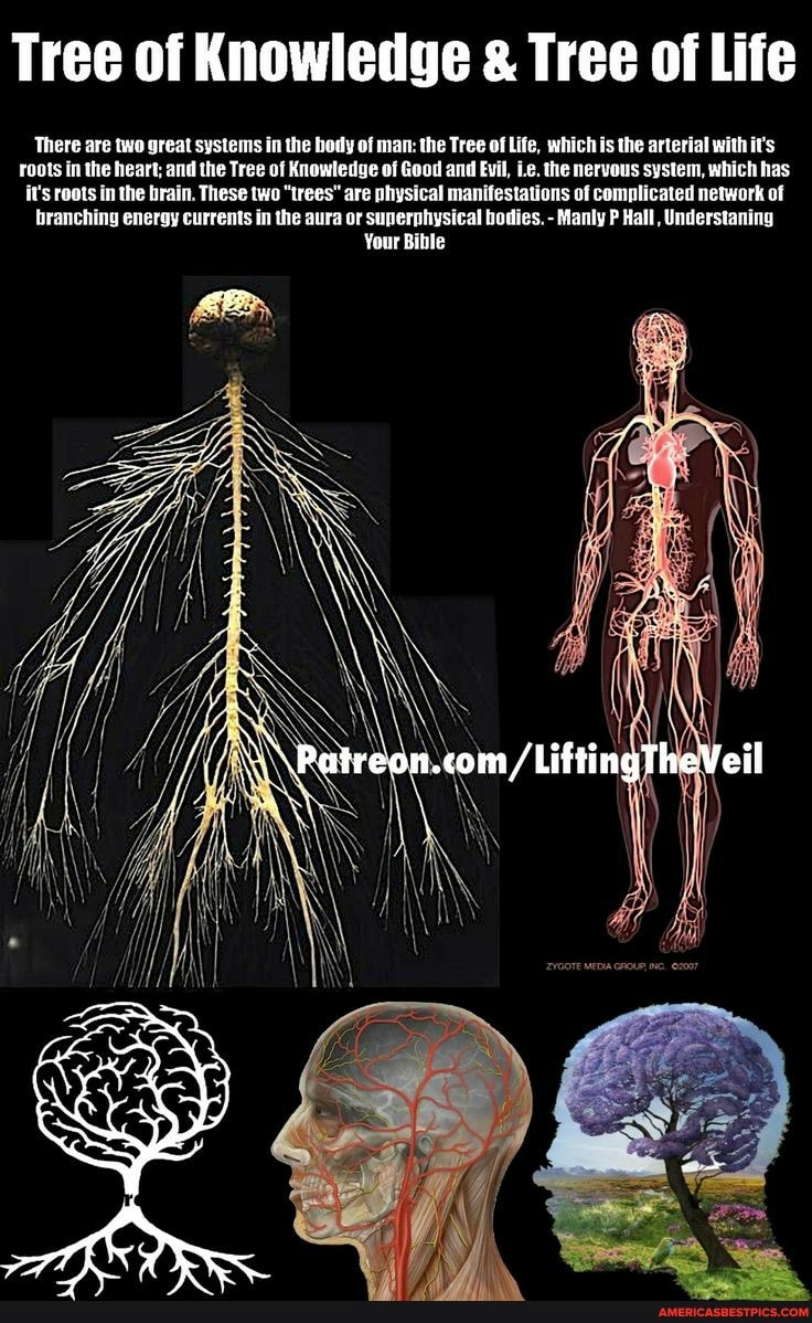 Tree of Knowledge & Tree of Life There are two great systems in the ...