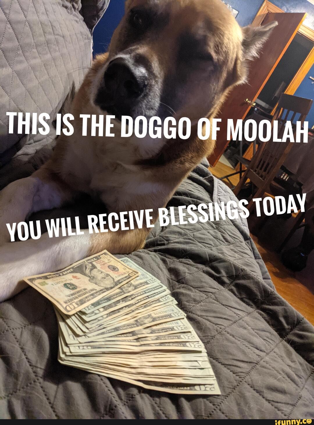 THIS IS THE DOGGO OF MOOLAH YOU WILL RECEIVE BLESSINGS TODAY - iFunny
