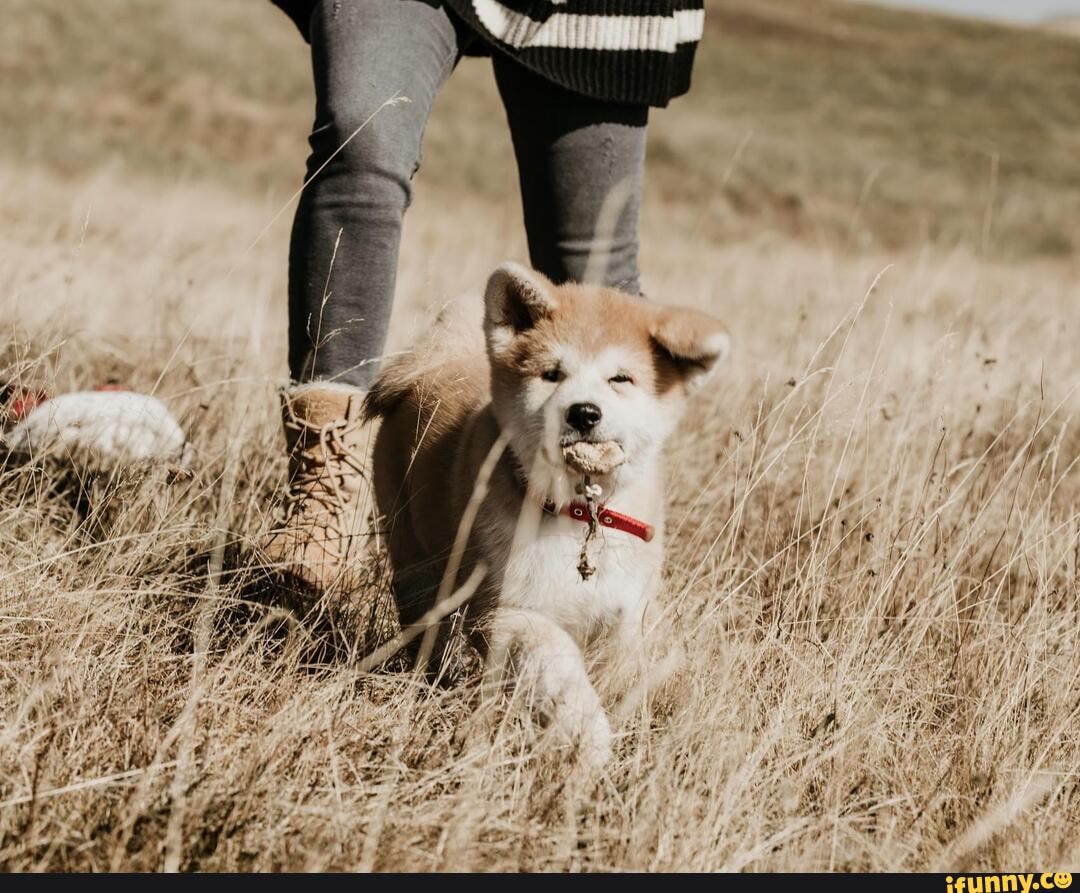 Hachi memes. Best Collection of funny Hachi pictures on iFunny