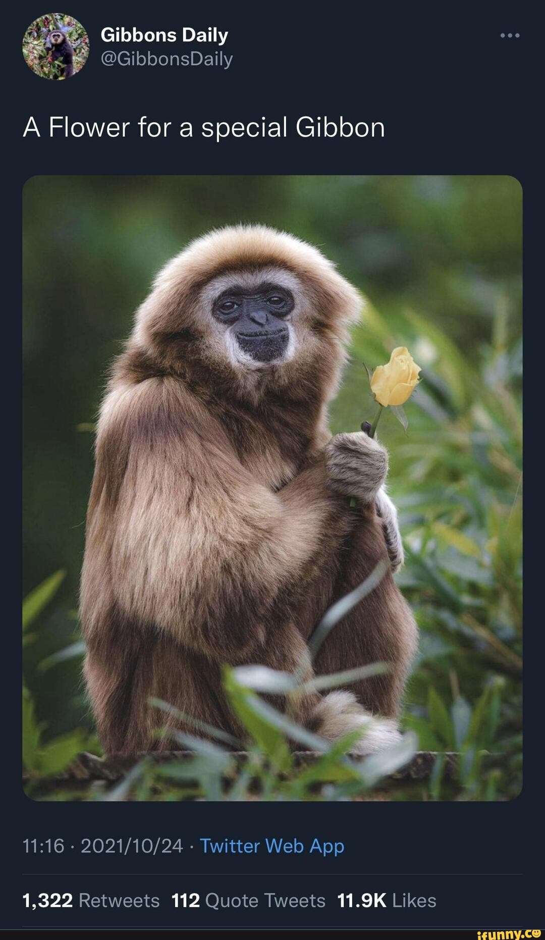 You’re special, too - Gibbons Daily ix FF @GibbonsDaily A Flower for a ...