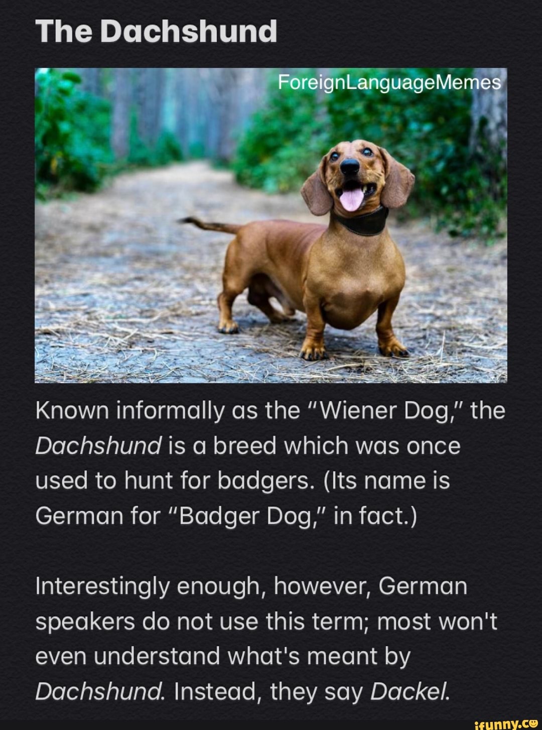 Dackel memes. Best Collection of funny Dackel pictures on iFunny