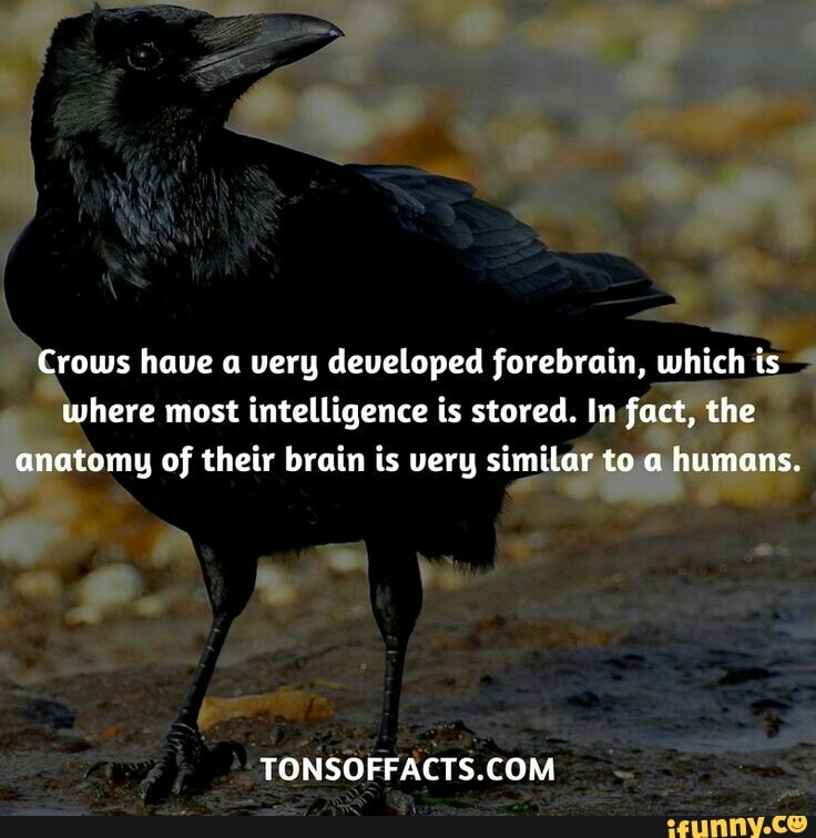 Forebrain memes. Best Collection of funny Forebrain pictures on iFunny