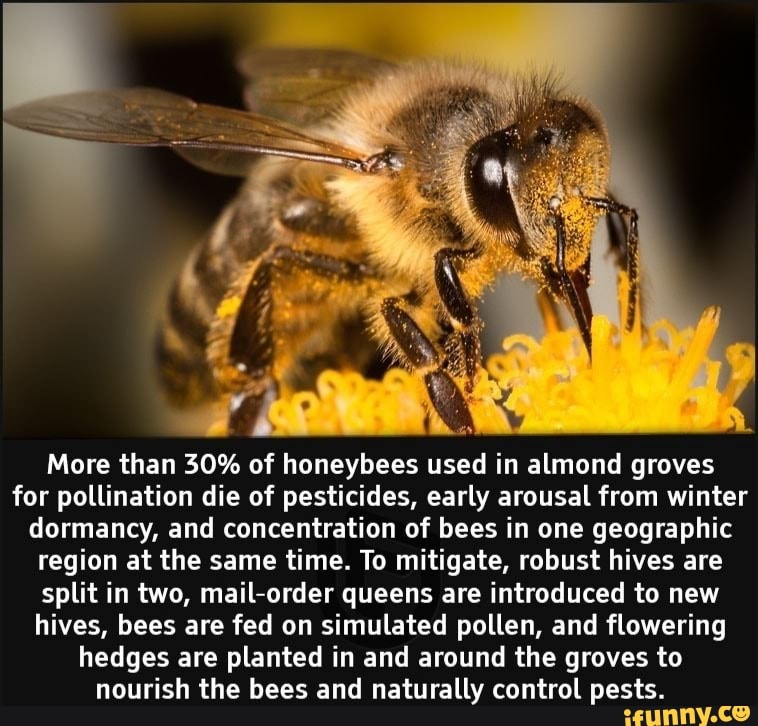 More than 30% of honeybees used in almond groves for pollination die of ...
