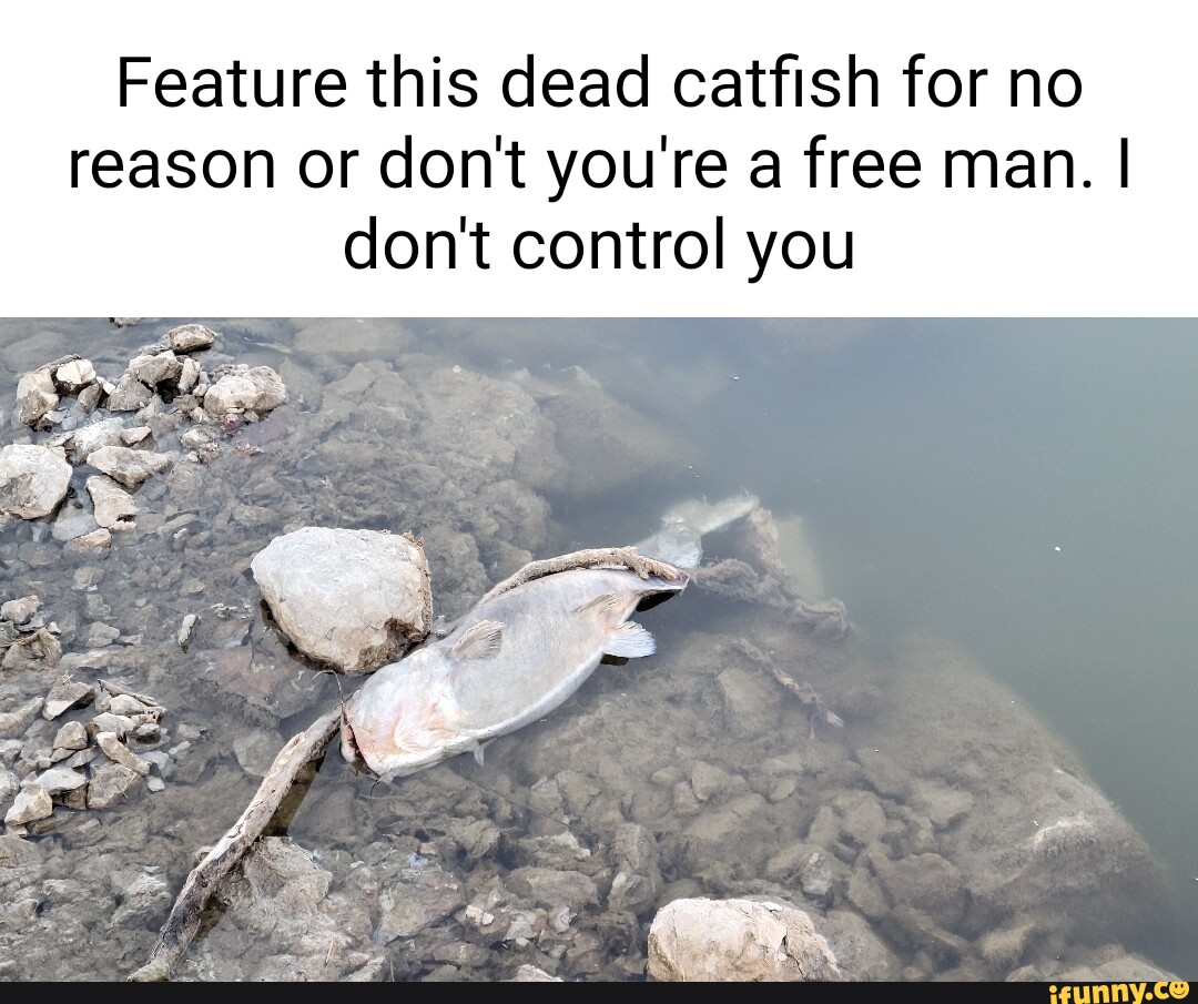 EA lampsarepeopletoo Meet Pickles, aka "Catasaurus Rex." He was rescued ...