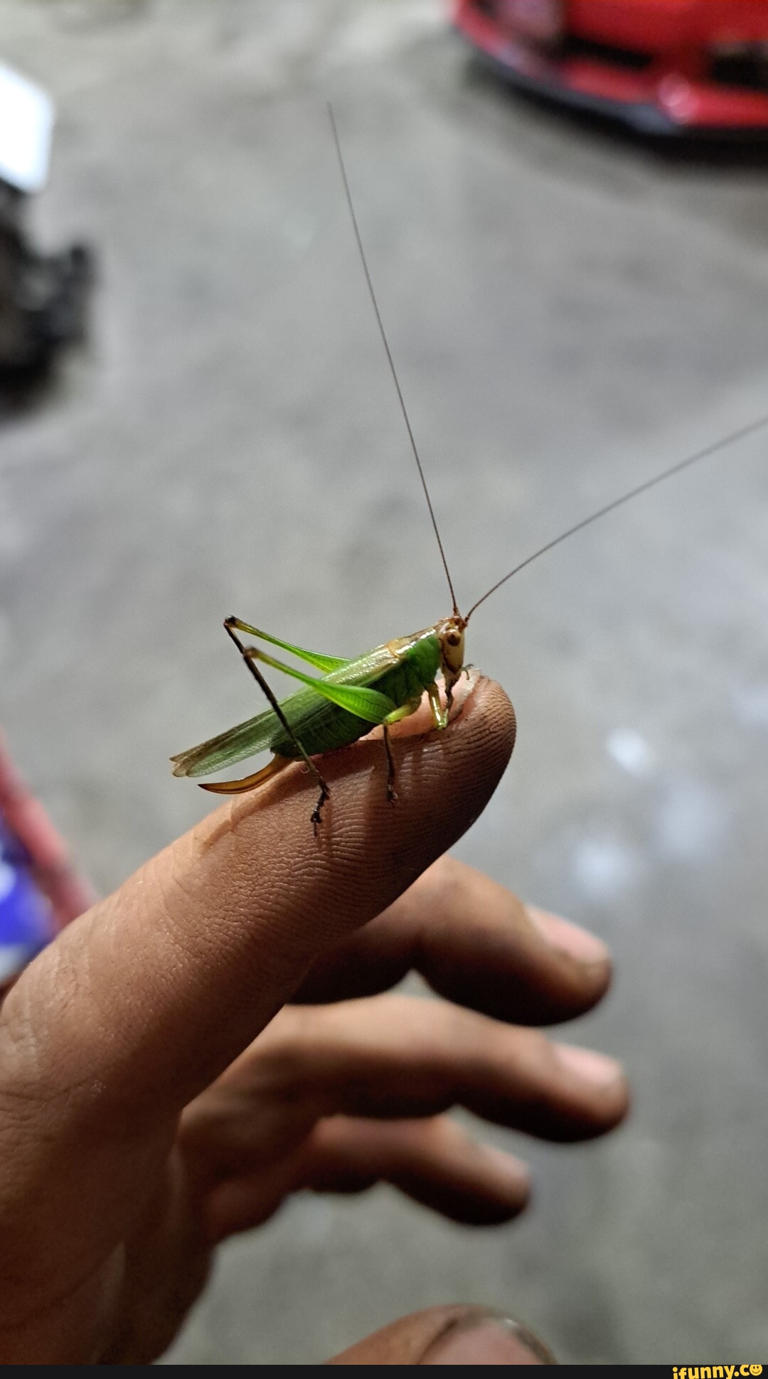 Katydid memes. Best Collection of funny Katydid pictures on iFunny