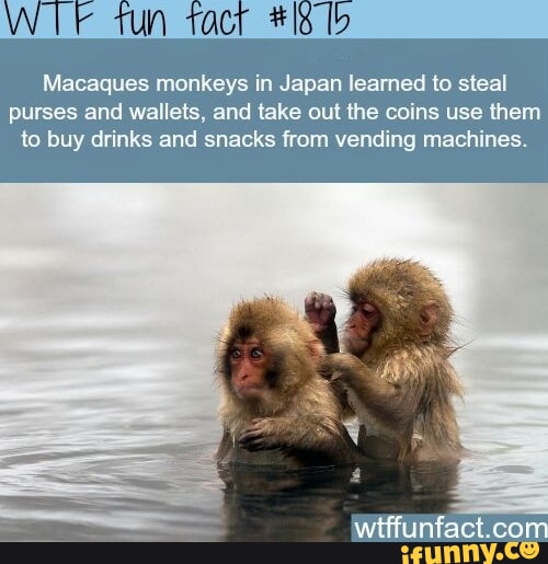 Macaques memes. Best Collection of funny Macaques pictures on iFunny