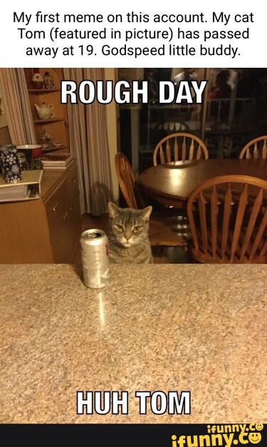 My first meme on this account. My cat Tom (featured in picture) has ...
