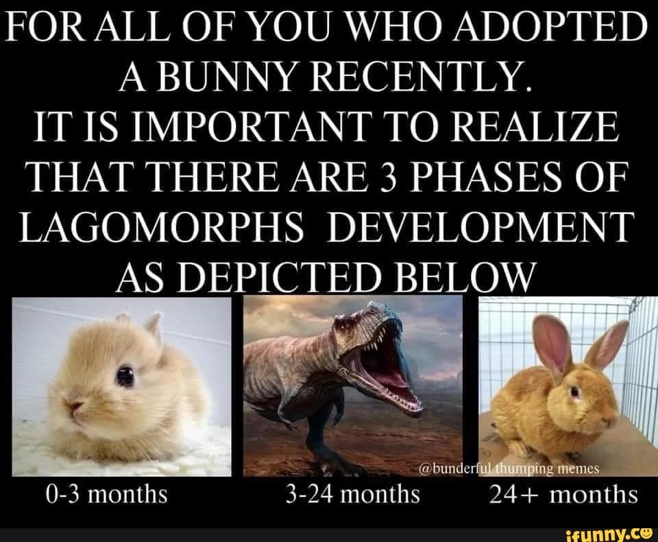 Lagomorphs memes. Best Collection of funny Lagomorphs pictures on iFunny