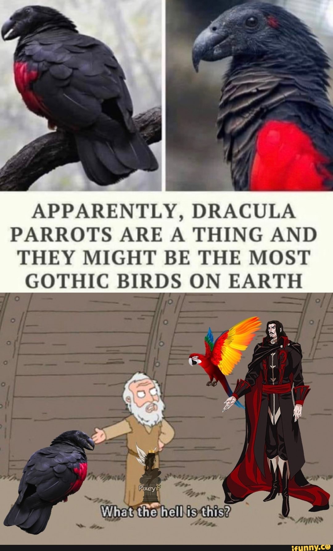 Gothic memes. Best Collection of funny Gothic pictures on iFunny