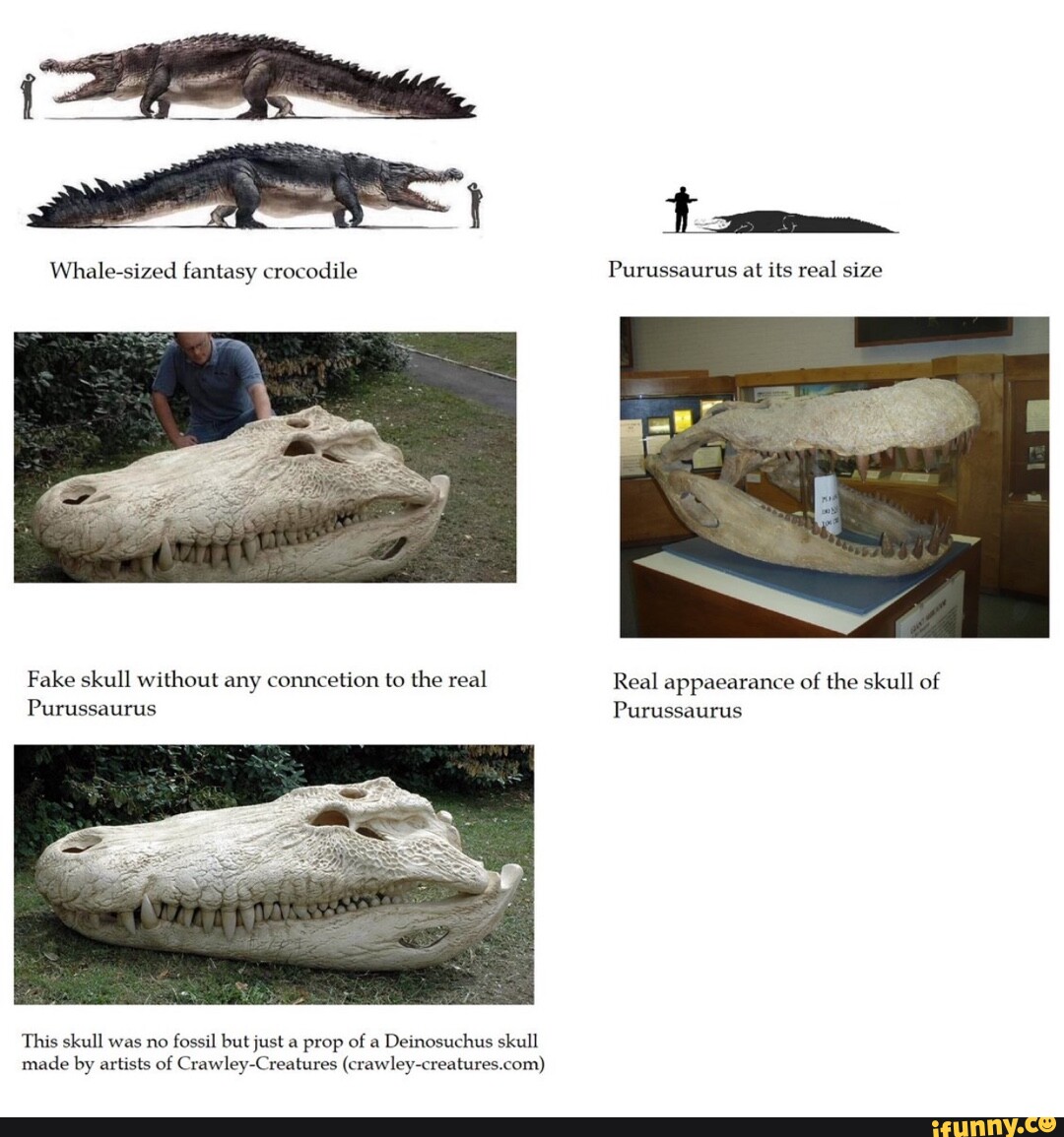 Whale-sized fantasy crocodile Purussaurus at its real size Fake skull ...