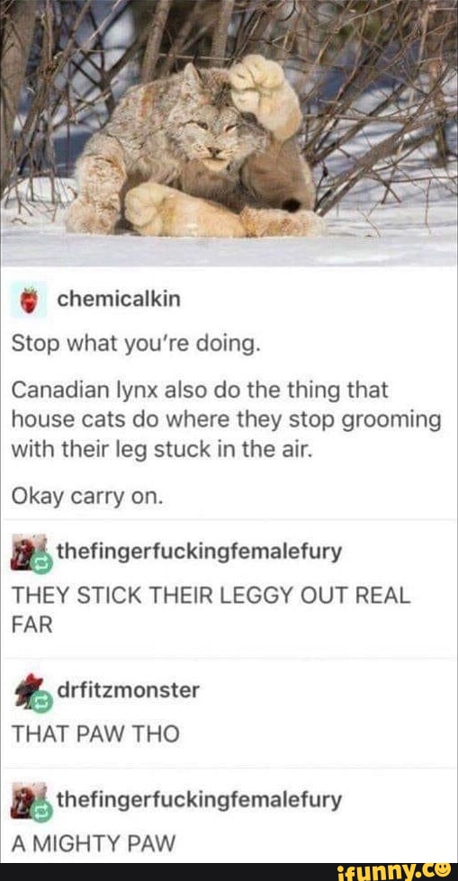 Lynx memes. Best Collection of funny Lynx pictures on iFunny