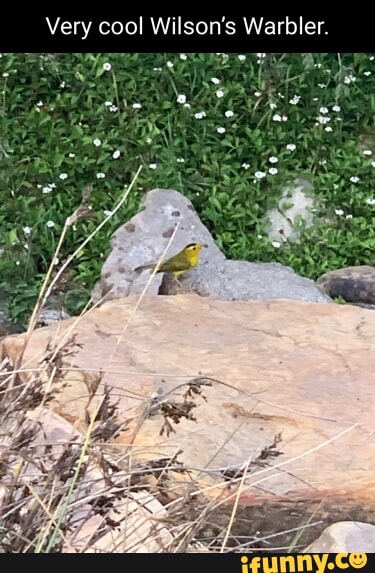 Warbler memes. Best Collection of funny Warbler pictures on iFunny