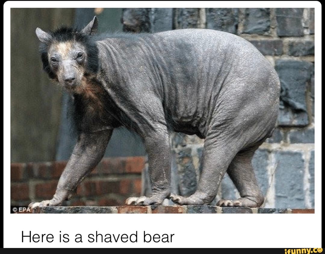 Here is a shaved bear - iFunny